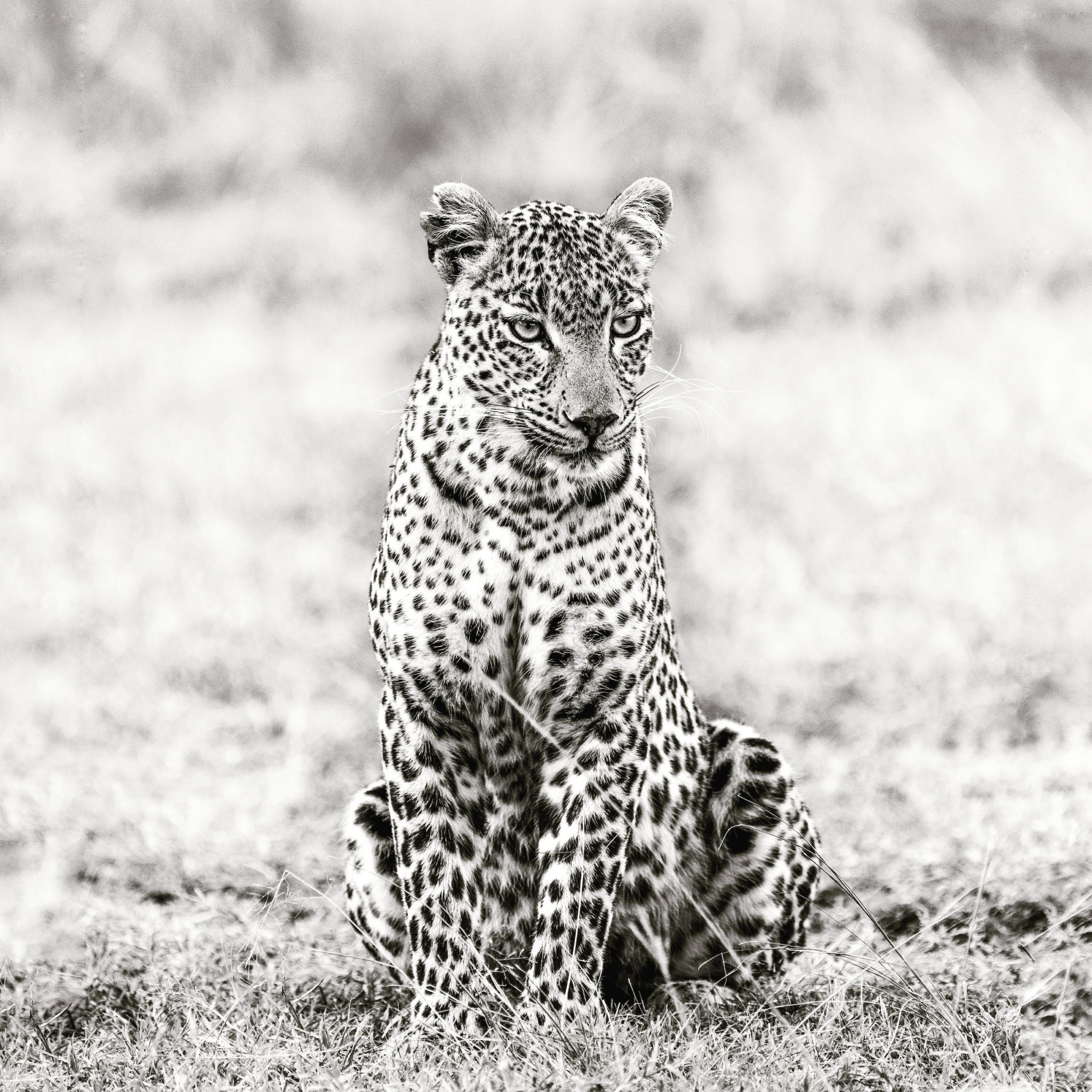 Resources - International Leopard Day