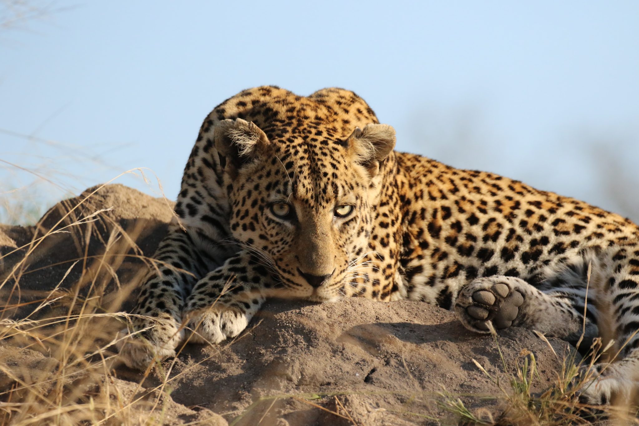 Home - International Leopard Day